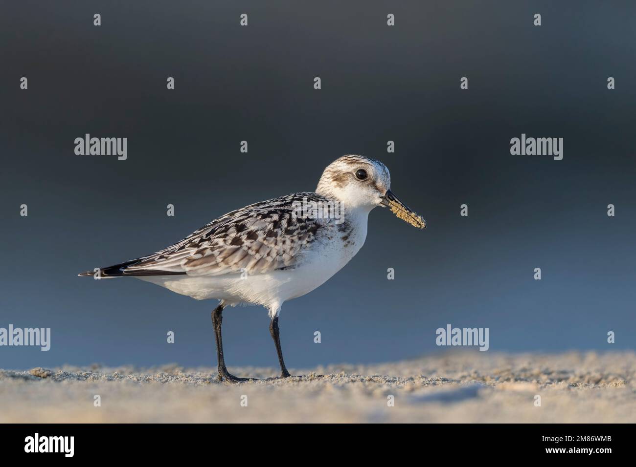 The sanderling (Calidris alba) small wading bird Stock Photo - Alamy