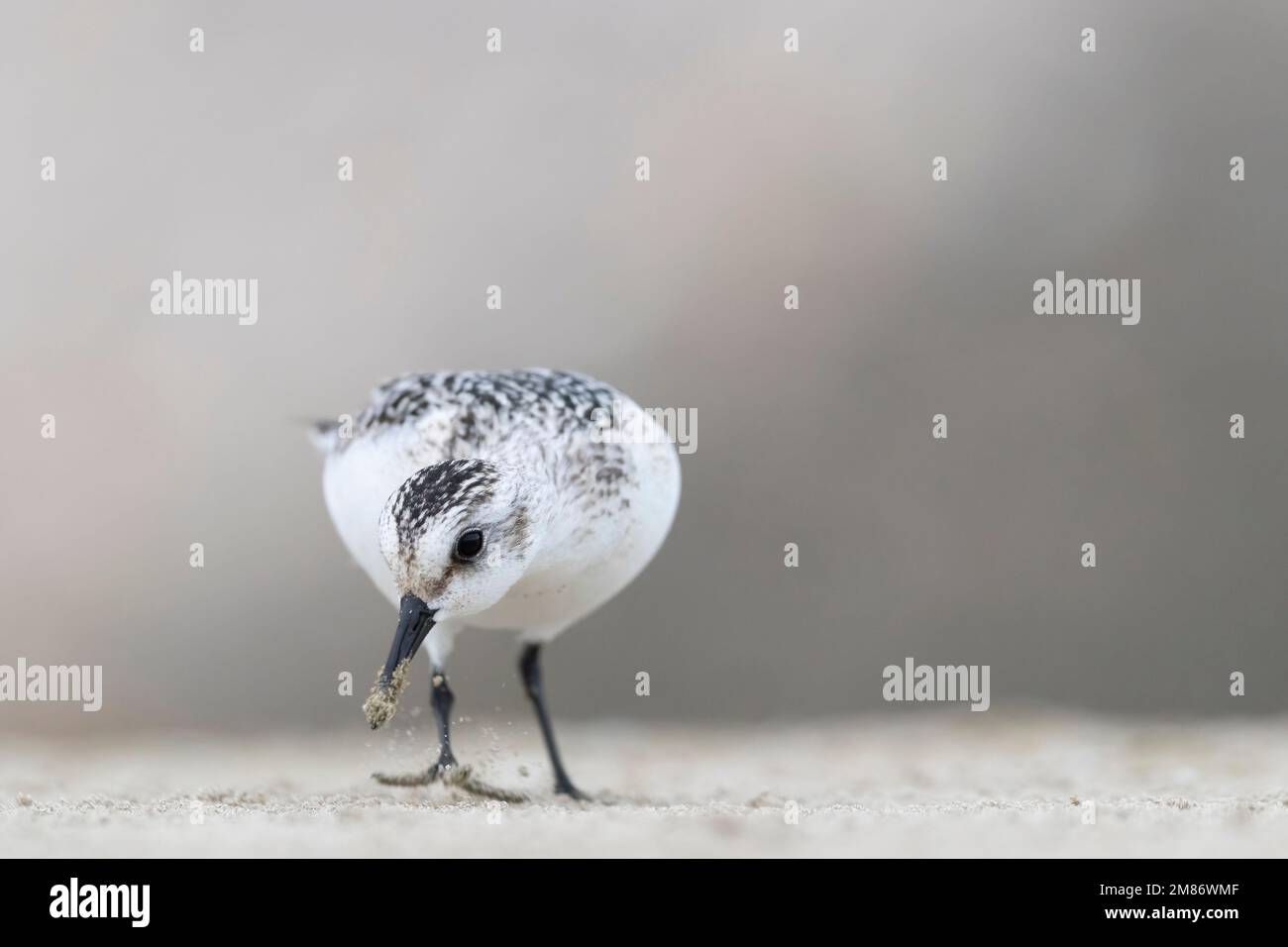 The sanderling (Calidris alba) small wading bird Stock Photo - Alamy