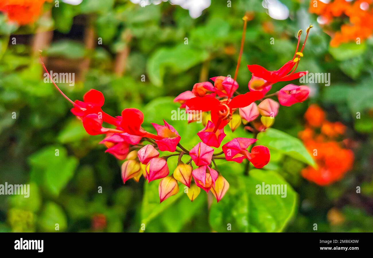 Purple pink and red flower flowers and plants plant in tropical garden ...