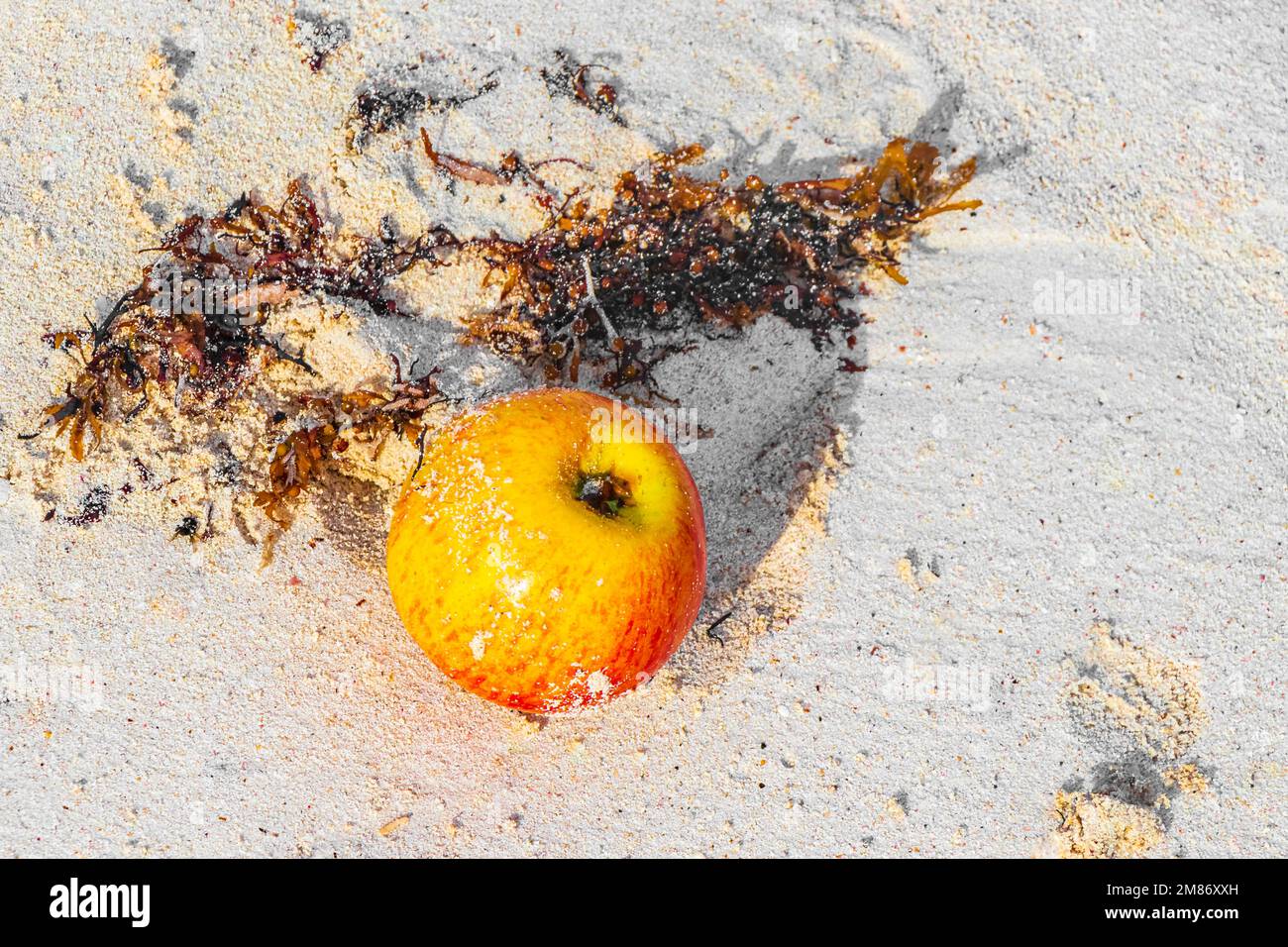 Apple fruit full of sand on beach in Playa del Carmen Quintana Roo ...