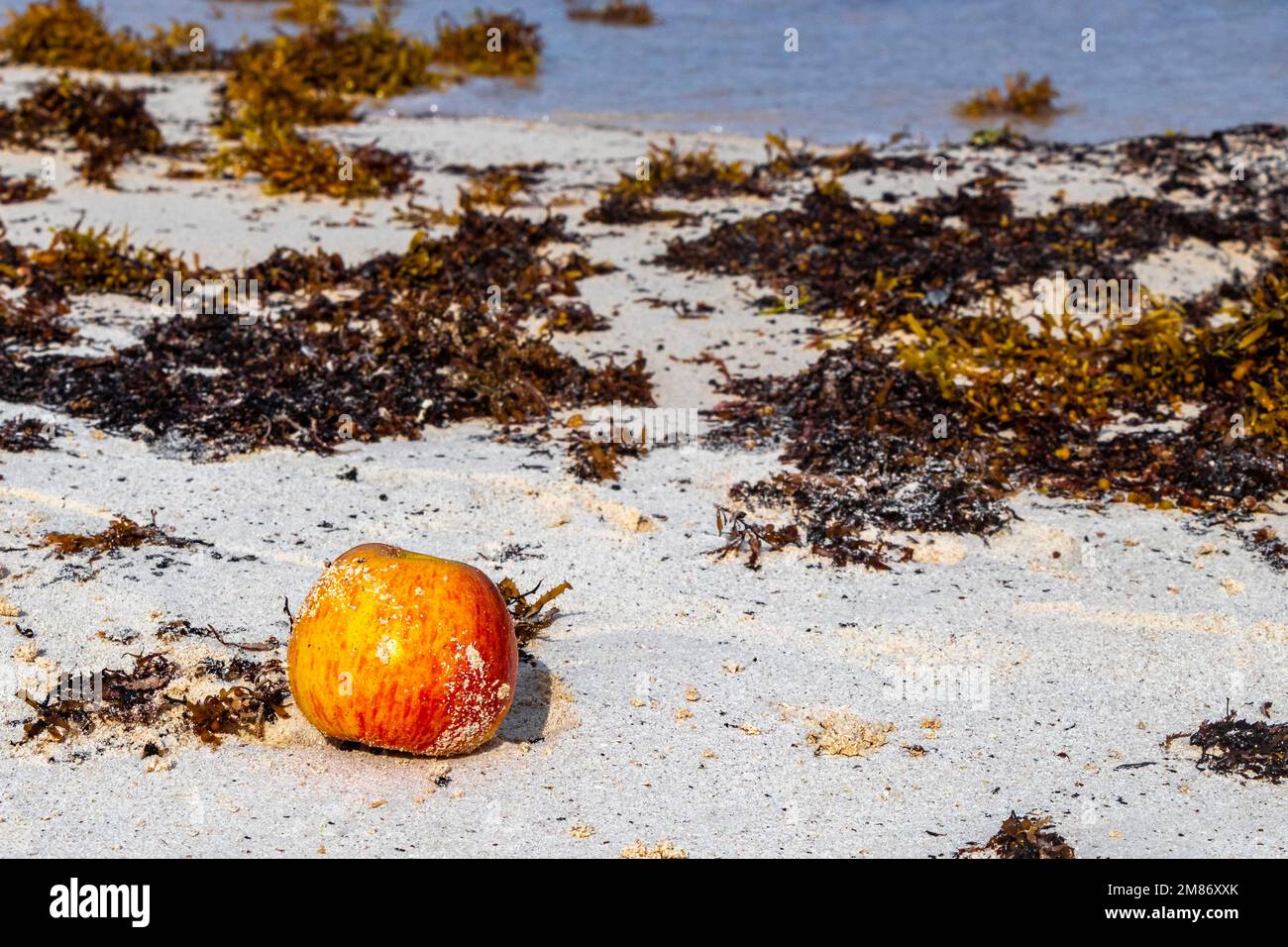 Apple fruit full of sand on beach in Playa del Carmen Quintana Roo ...