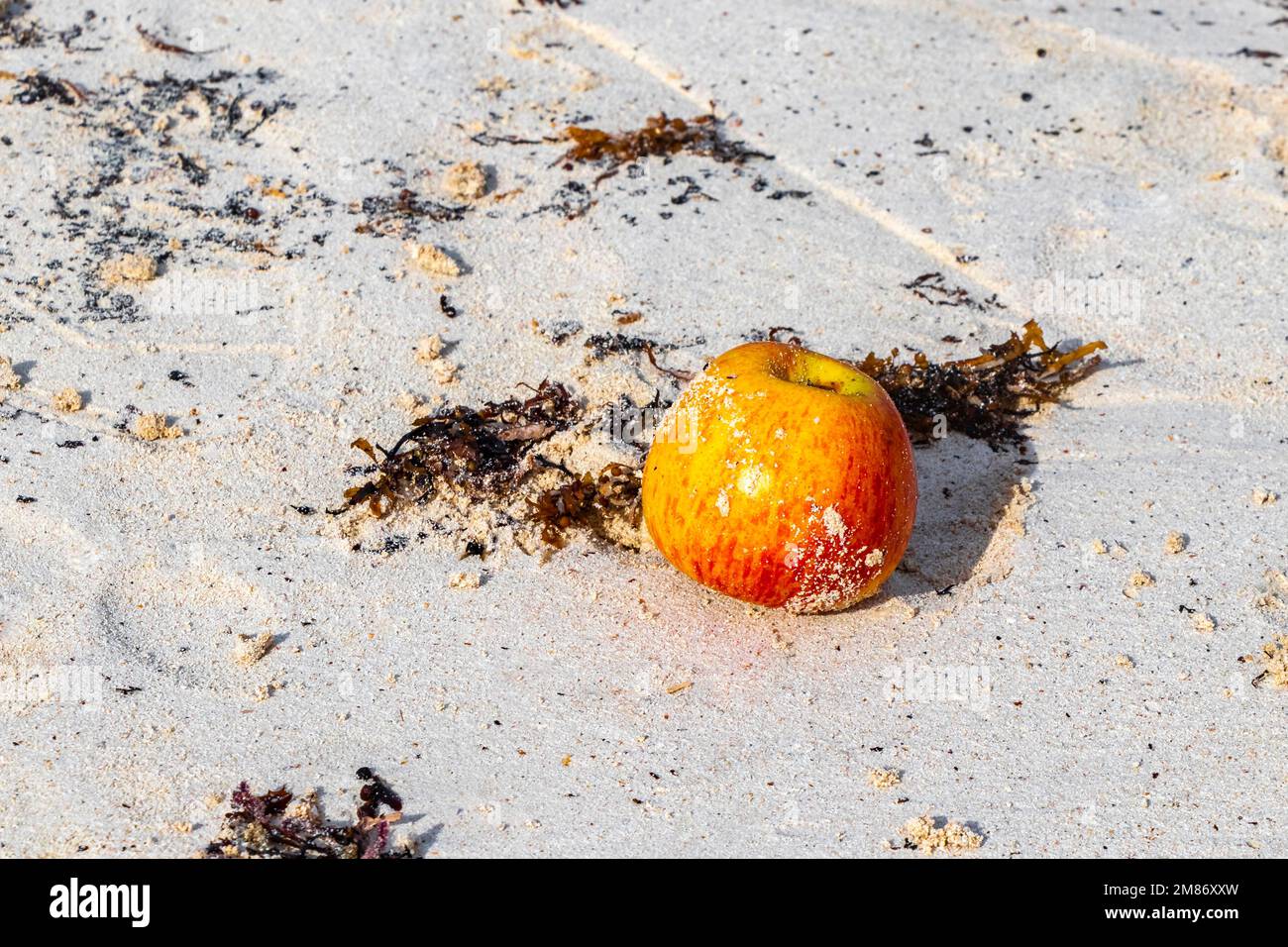 Apple fruit full of sand on beach in Playa del Carmen Quintana Roo ...