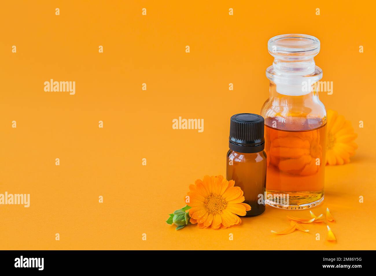 Bottles of pot marigold tincture or infusion and essential oil with ...
