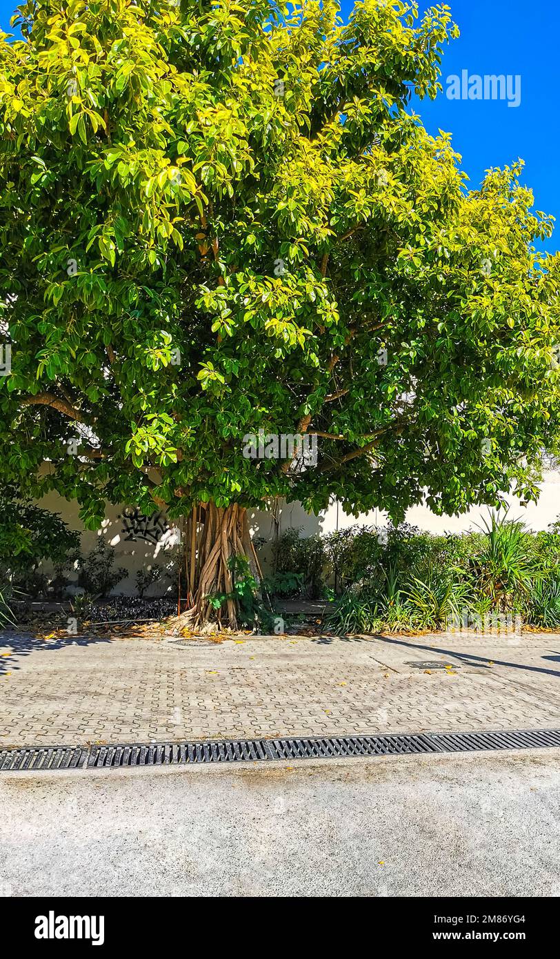 Trees Treetops Plants and Nature in Playa del Carmen Quintana Roo ...