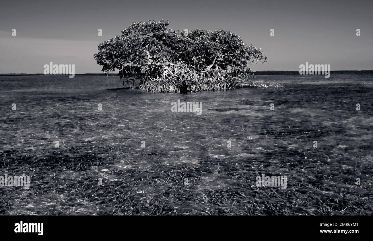 Florida coastal vegetation hi-res stock photography and images - Alamy