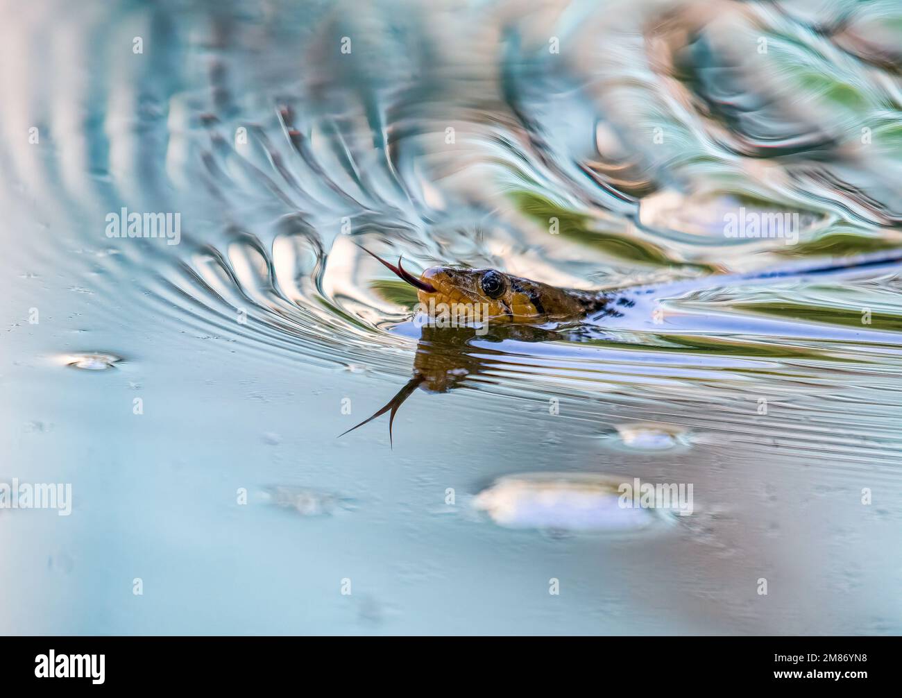 Ripple predator hi-res stock photography and images - Alamy