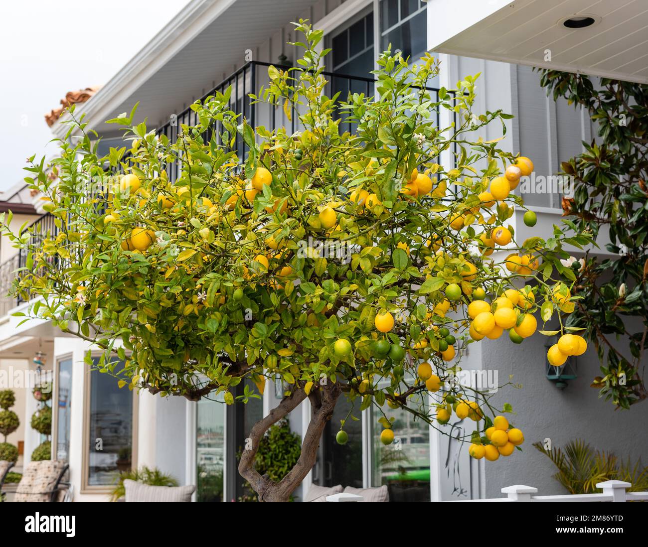 A lemon tree on private property on Balboa Island, Newport Beach ...