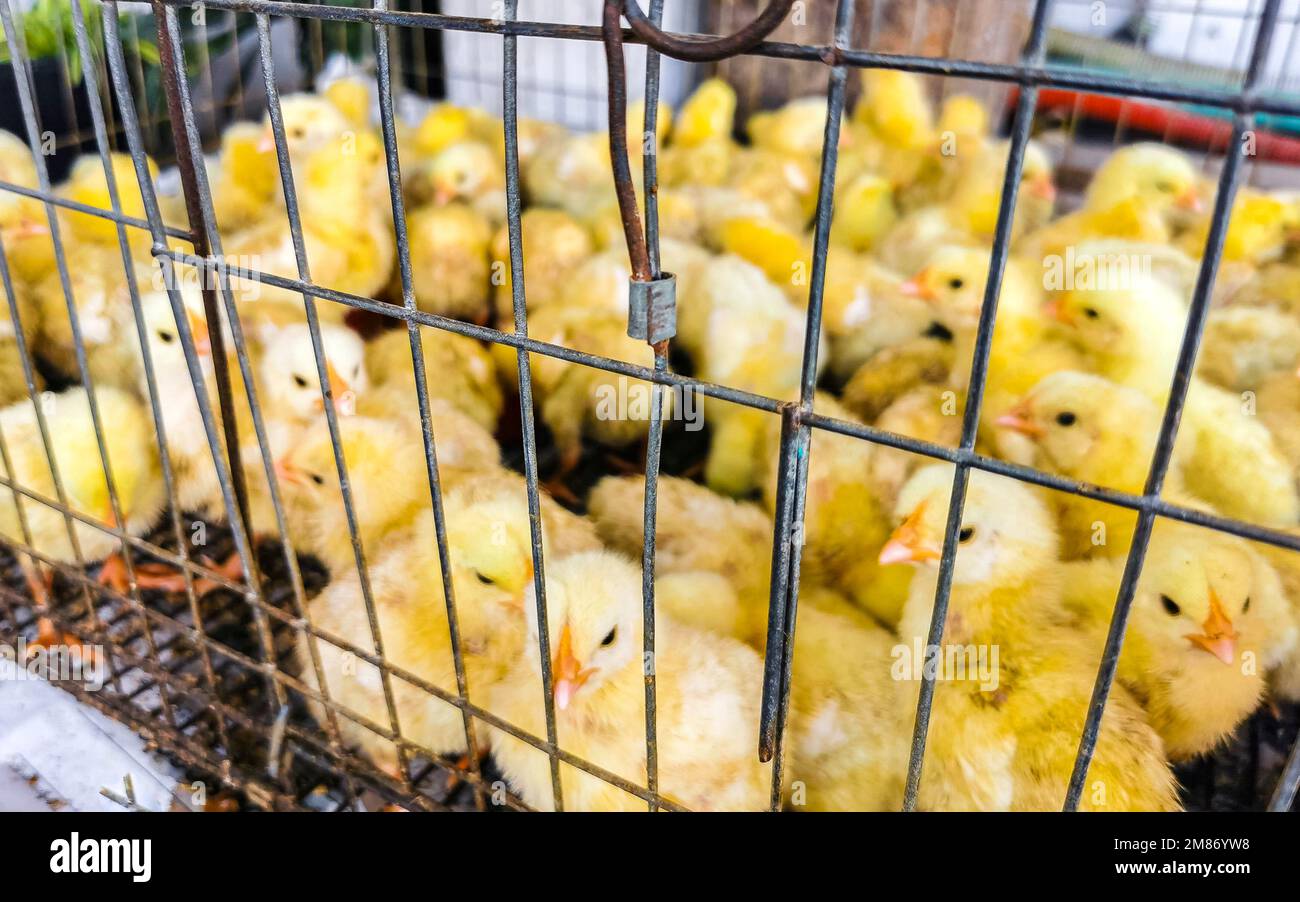 Small yellow chicks chickens trapped in cage in Playa del Carmen ...