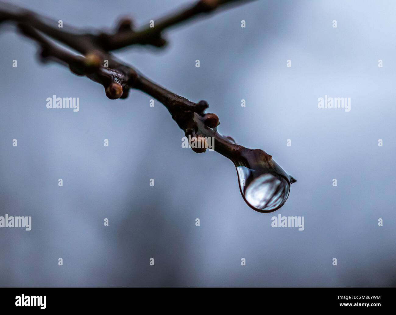 Water droplet falling off a branch macro close up shot Stock Photo - Alamy