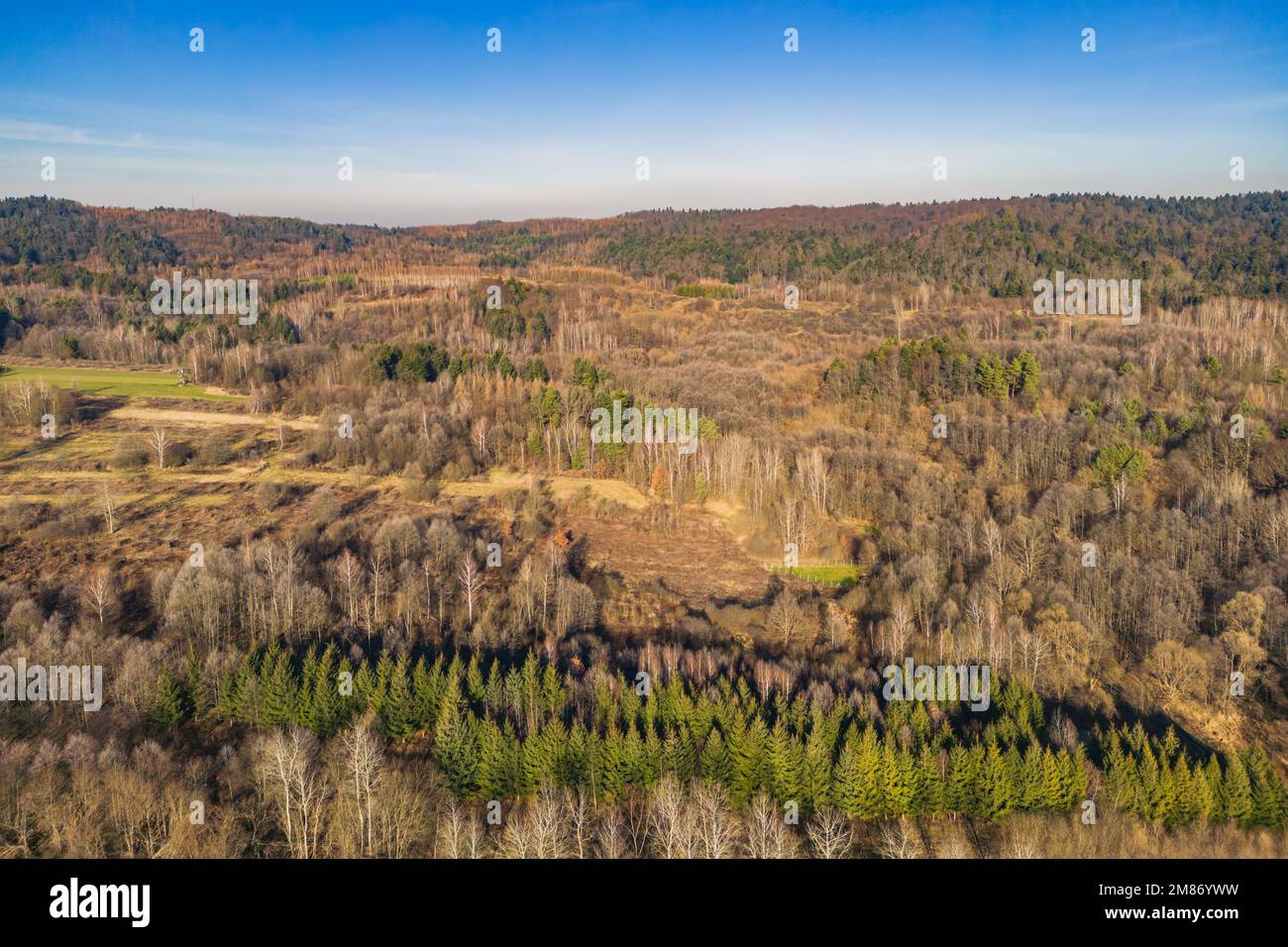 Aerial view of the forest in the morning with the rays of the sun ...