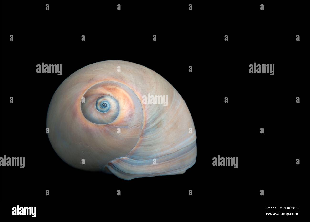 Spiral seashell black white hi-res stock photography and images - Alamy