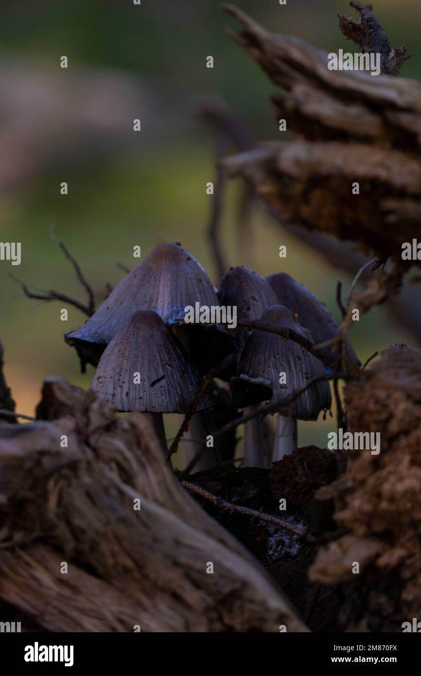 A vertical shot of Inky caps growing in a forest Stock Photo - Alamy