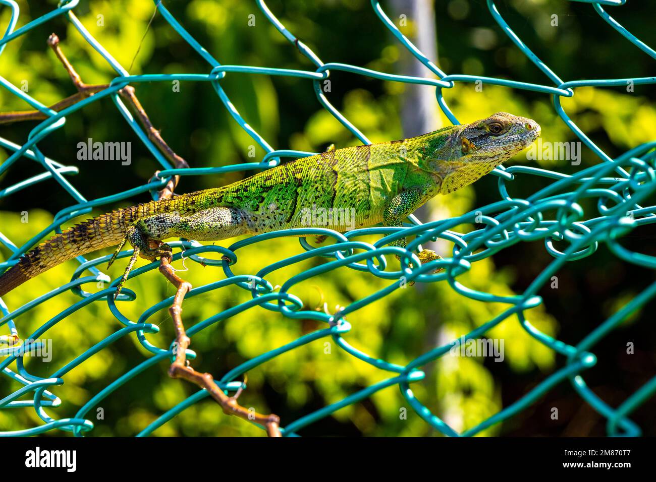 A Caribbean green lizard Lacerta Viridis half green half brown lizards ...