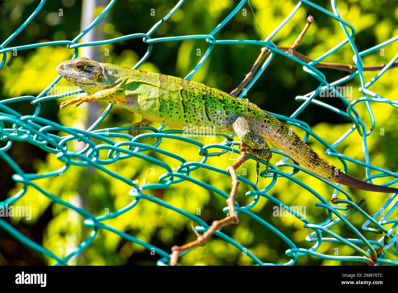 A Caribbean green lizard Lacerta Viridis half green half brown lizards ...