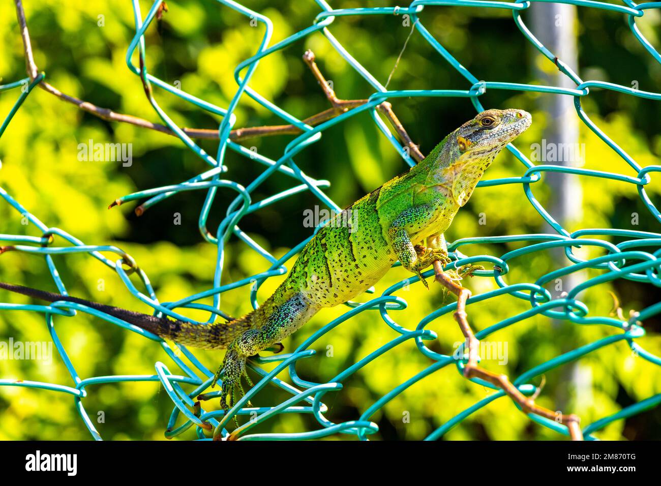 A Caribbean green lizard Lacerta Viridis half green half brown lizards ...