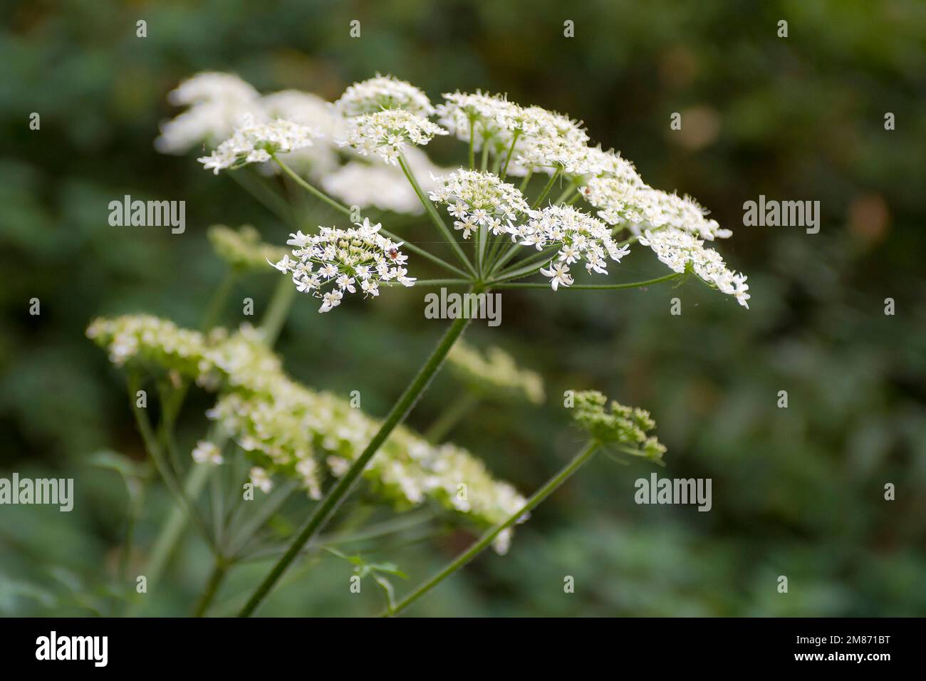 Heracleum australe hi-res stock photography and images - Alamy