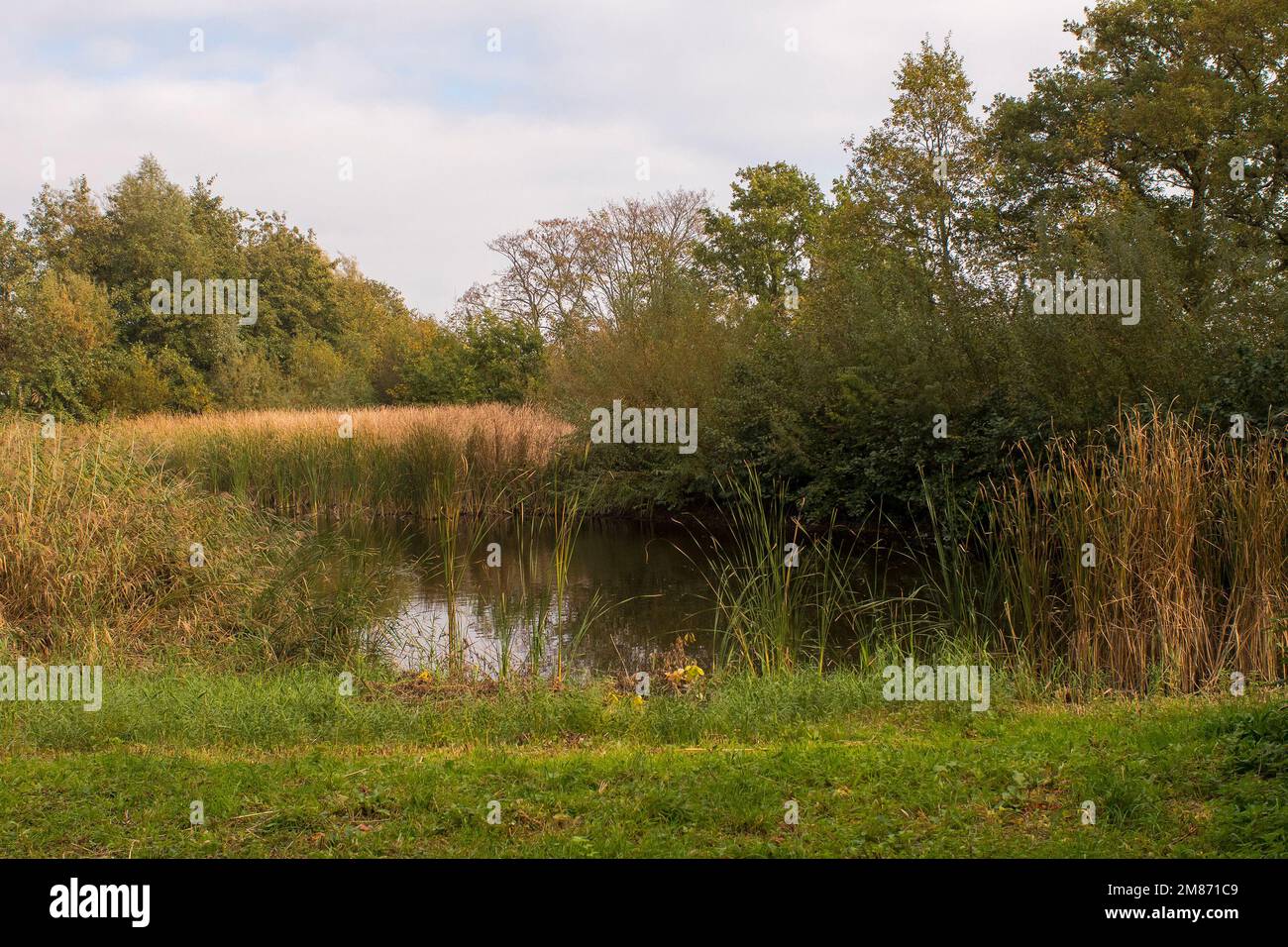 Small pool on an open place in a forest with Bulrush (Typha latifolia ...