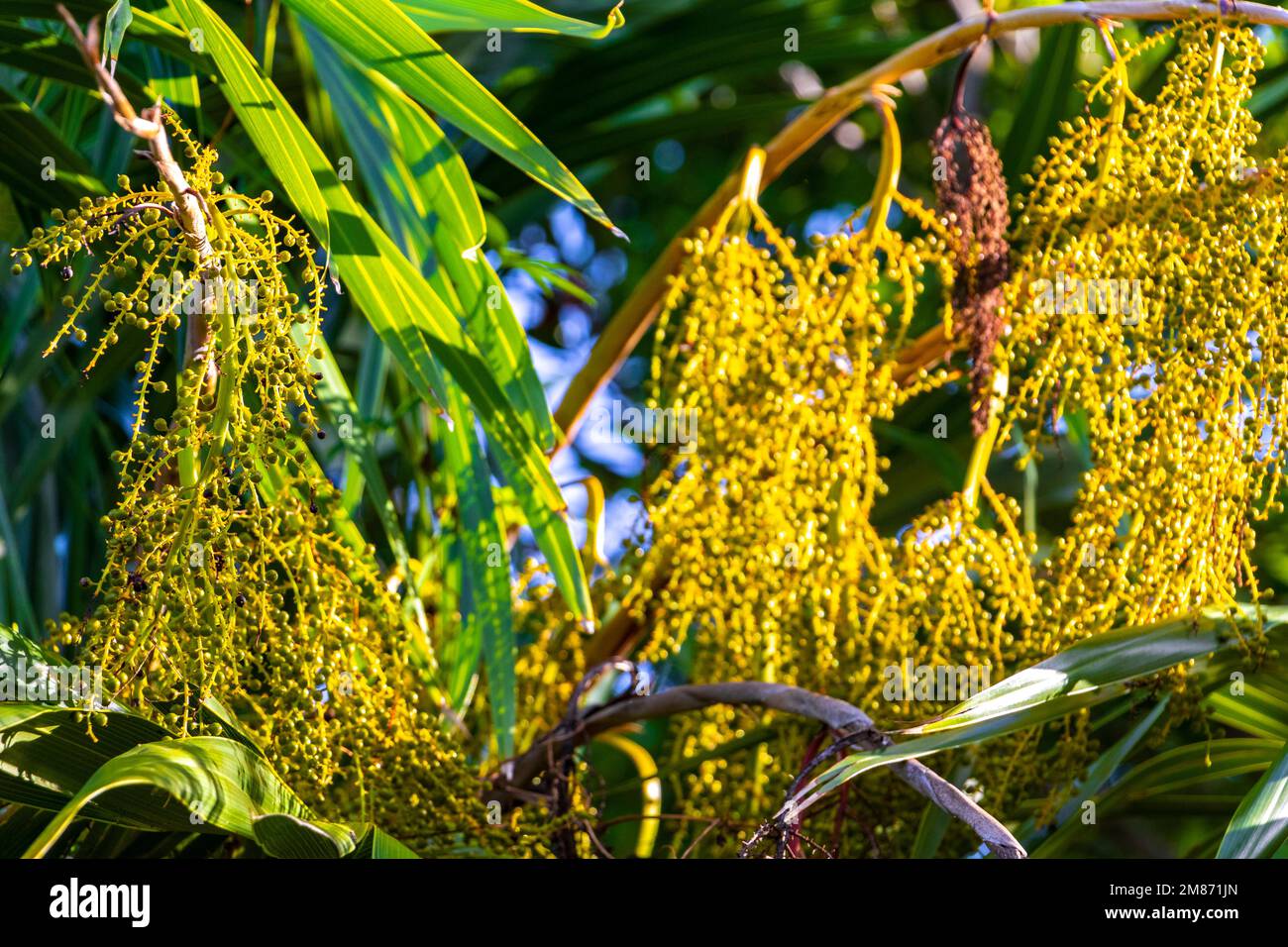 Tropical natural mexican palm tree with palm dates fruits and blue sky ...