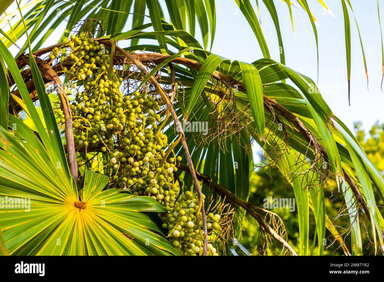 Tropical natural mexican palm tree with palm dates fruits and blue sky ...