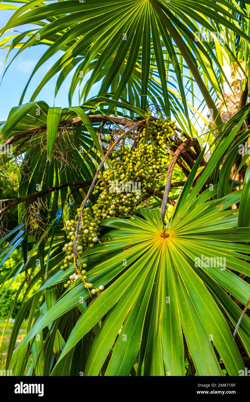 Tropical natural mexican palm tree with palm dates fruits and blue sky ...