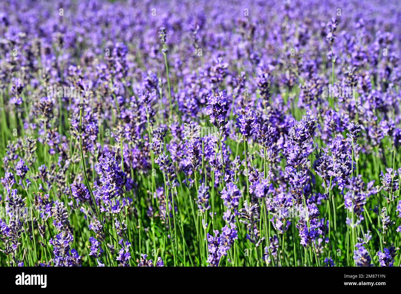 Lavender flowers spring season nature background Stock Photo - Alamy