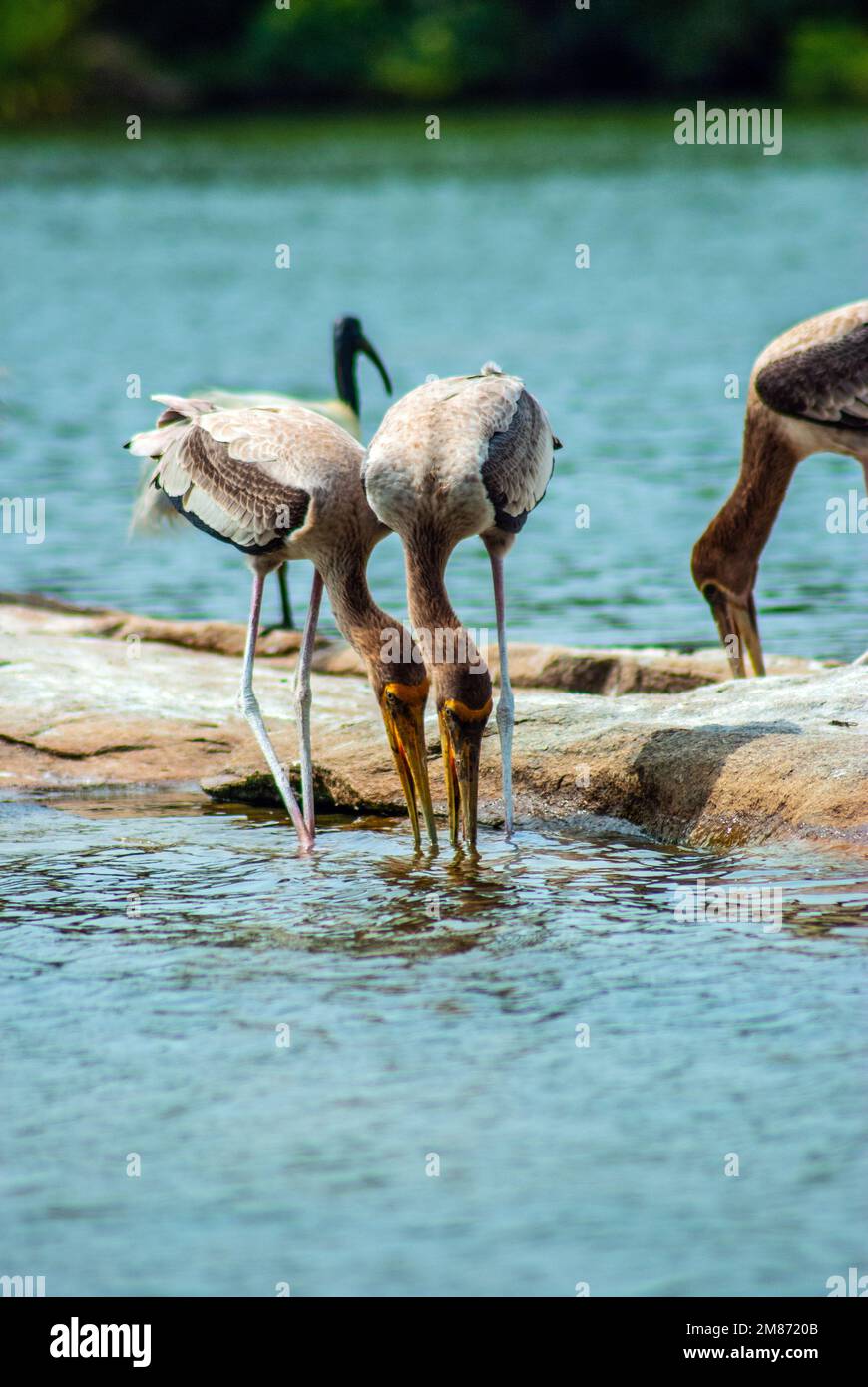 Tall bird with long legs hi-res stock photography and images - Alamy