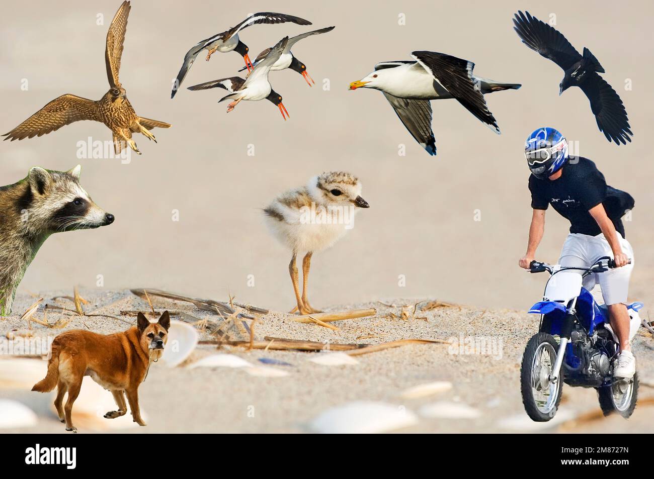 Photo composite illustrating the dangers piping plovers face Stock ...