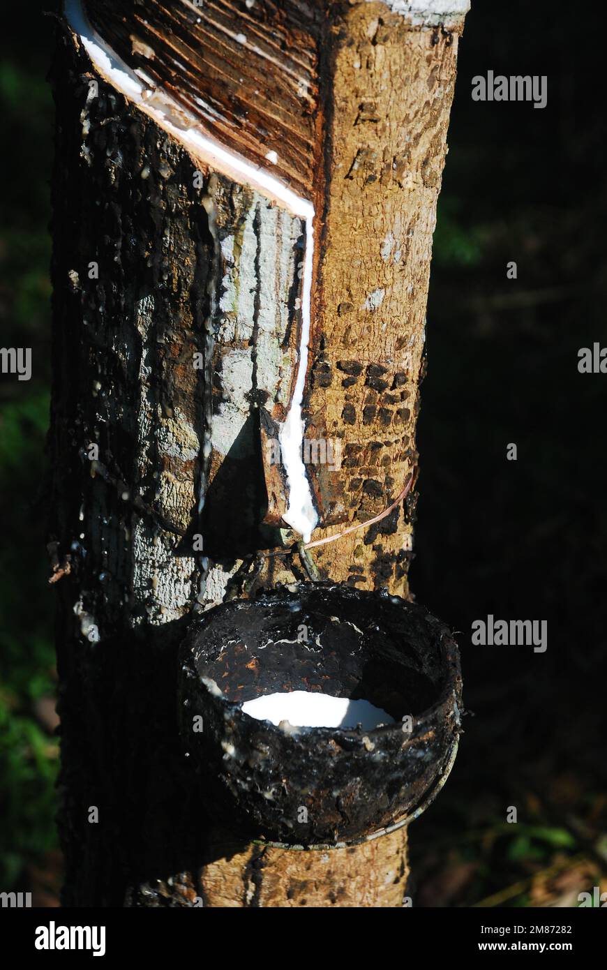 Rubber milk hi-res stock photography and images - Alamy