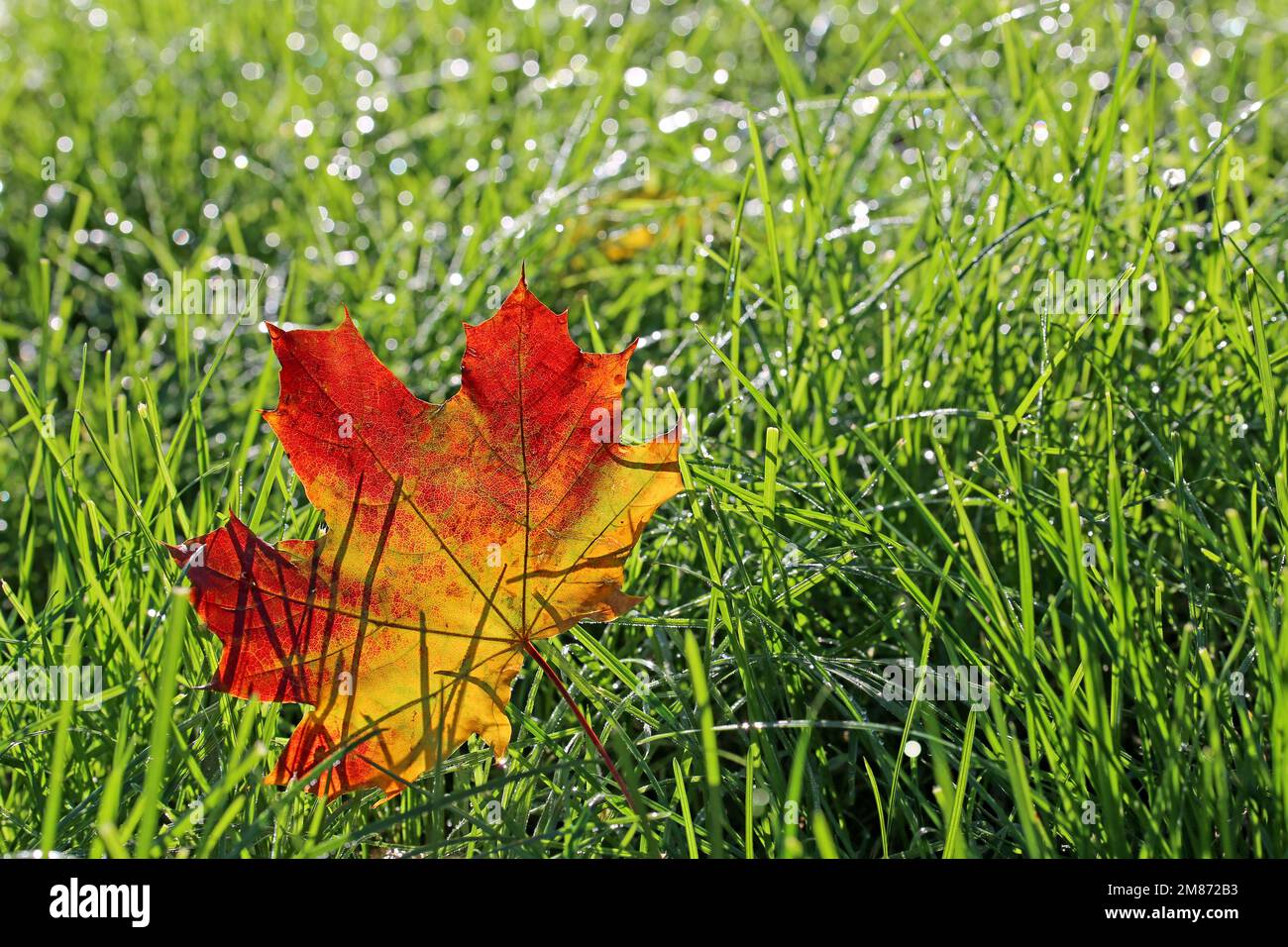 Autumn dew drops hi-res stock photography and images - Alamy
