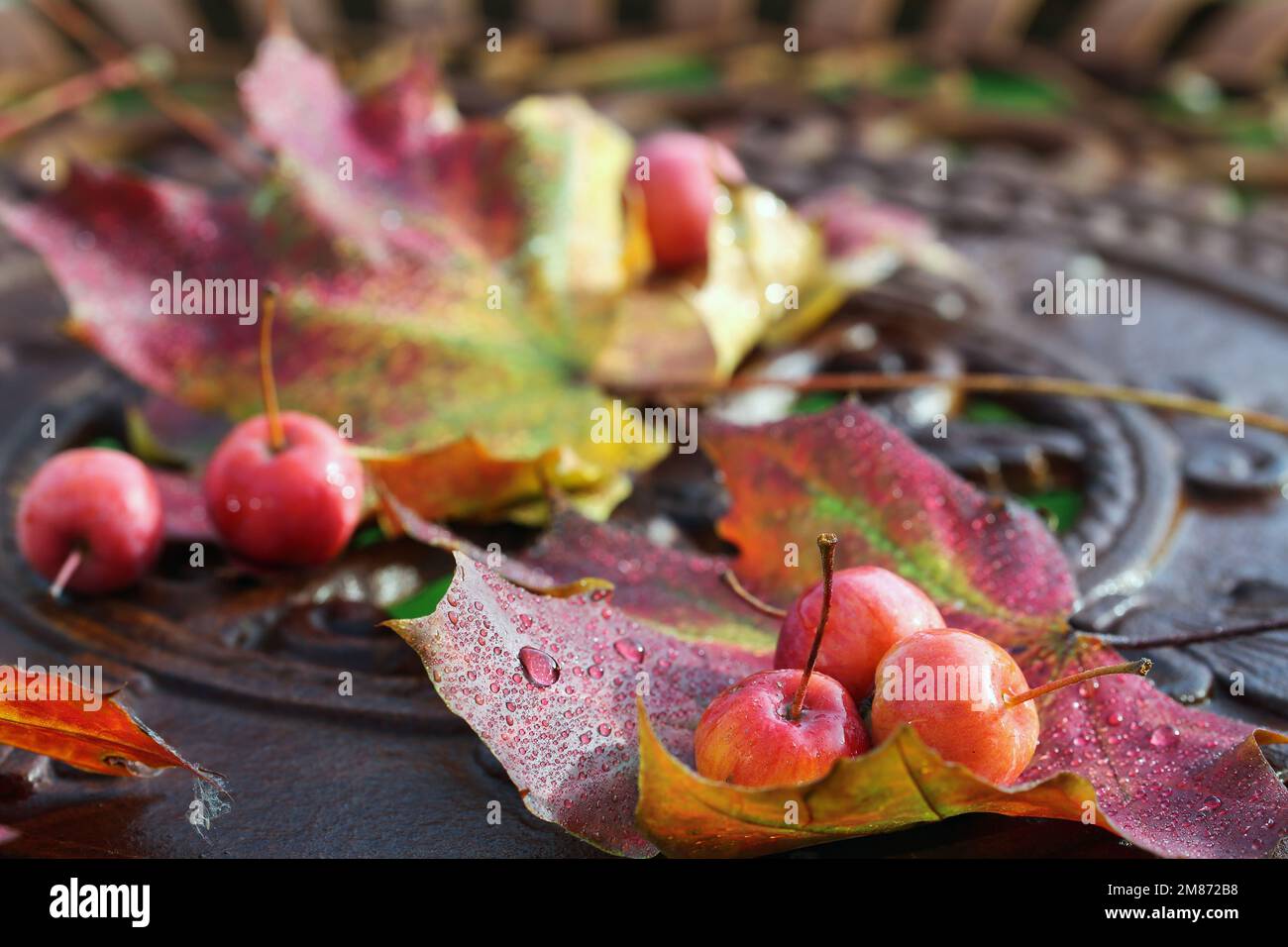 Malus small red fruits hi-res stock photography and images - Alamy