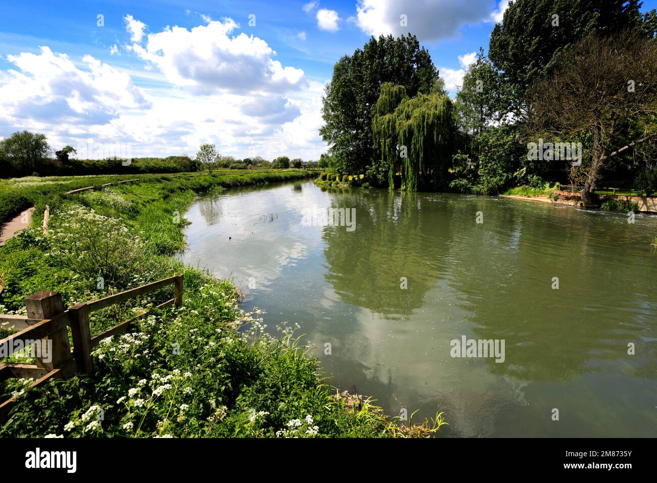The Riddy nature reserve, river Ivel, Sandy town, Bedfordshire, England ...
