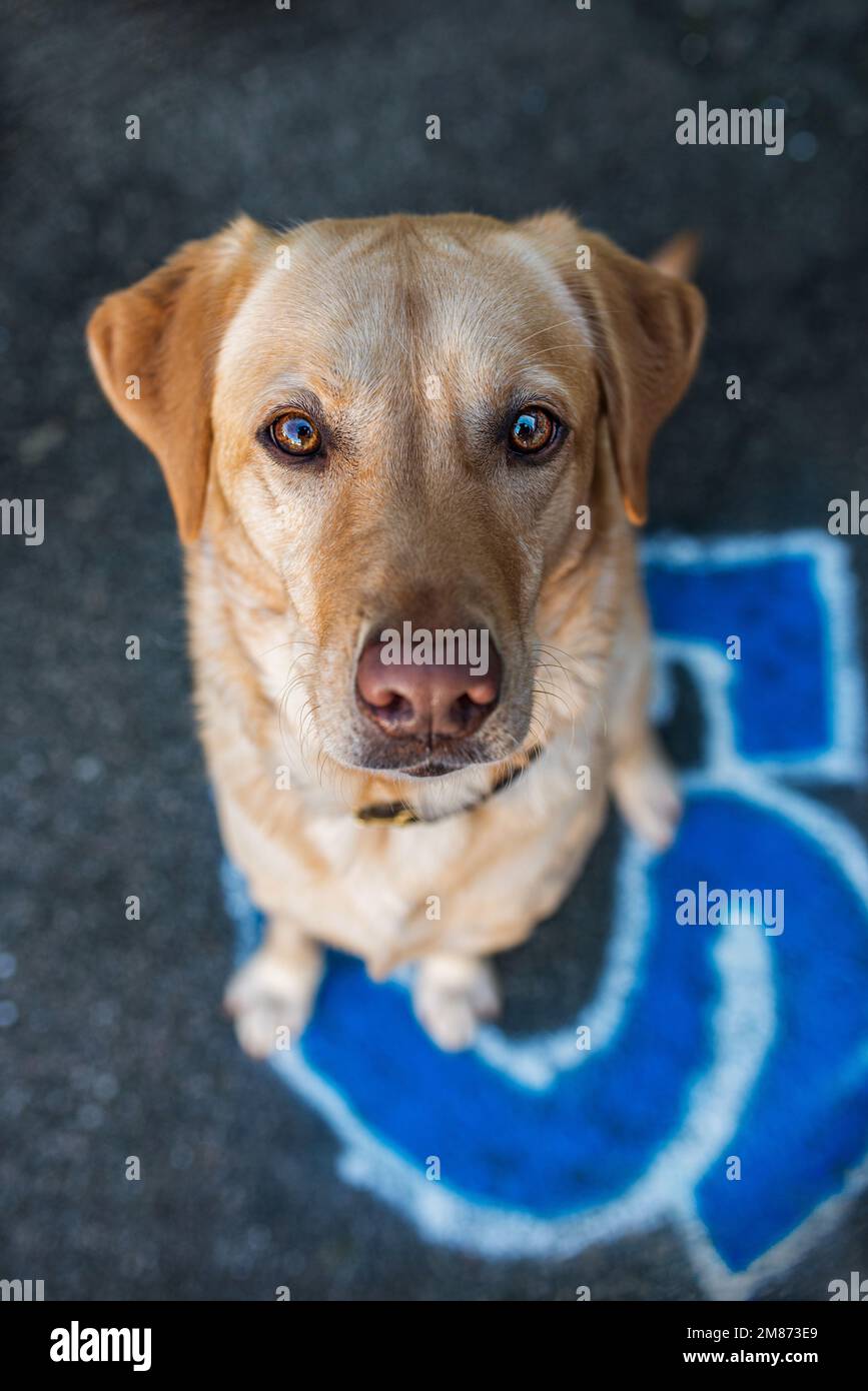 Adult labrador retriever hi-res stock photography and images - Alamy