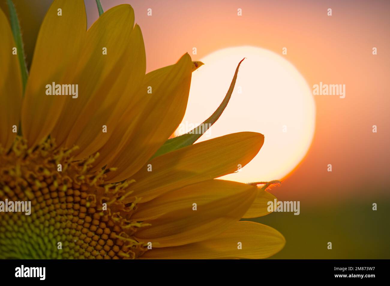 Sunflower and sunset Stock Photo - Alamy