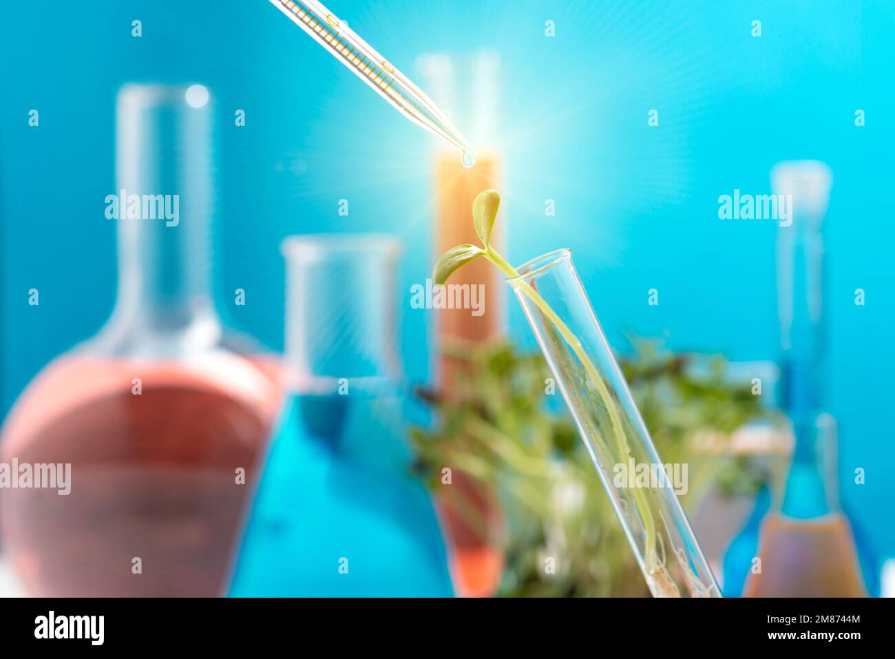 Green sprout in a chemical test tube and a chemical pipette with a drop ...