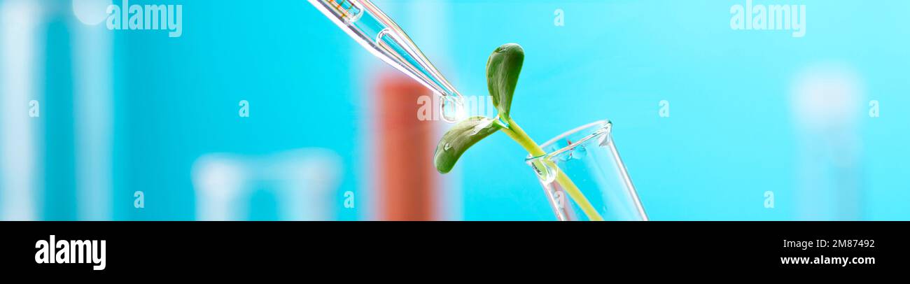Green sprout in a chemical test tube and a chemical pipette with a drop ...