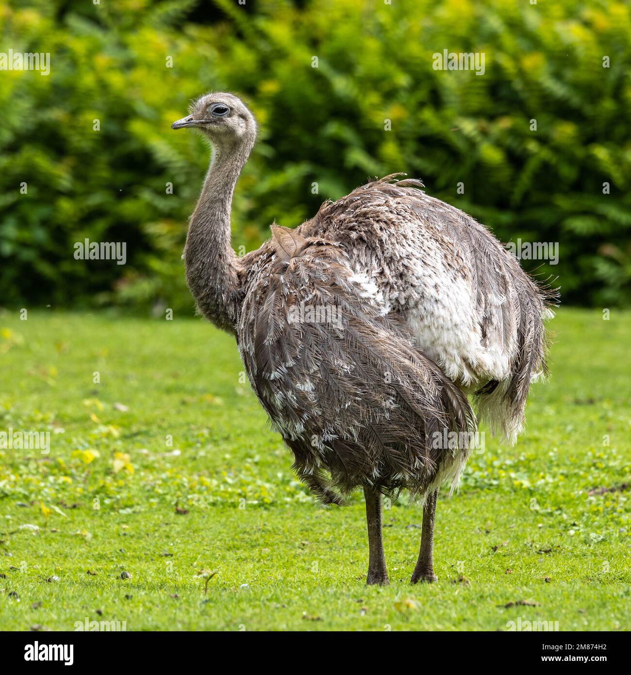 Darwin's rhea, Rhea pennata also known as the lesser rhea. It is a ...