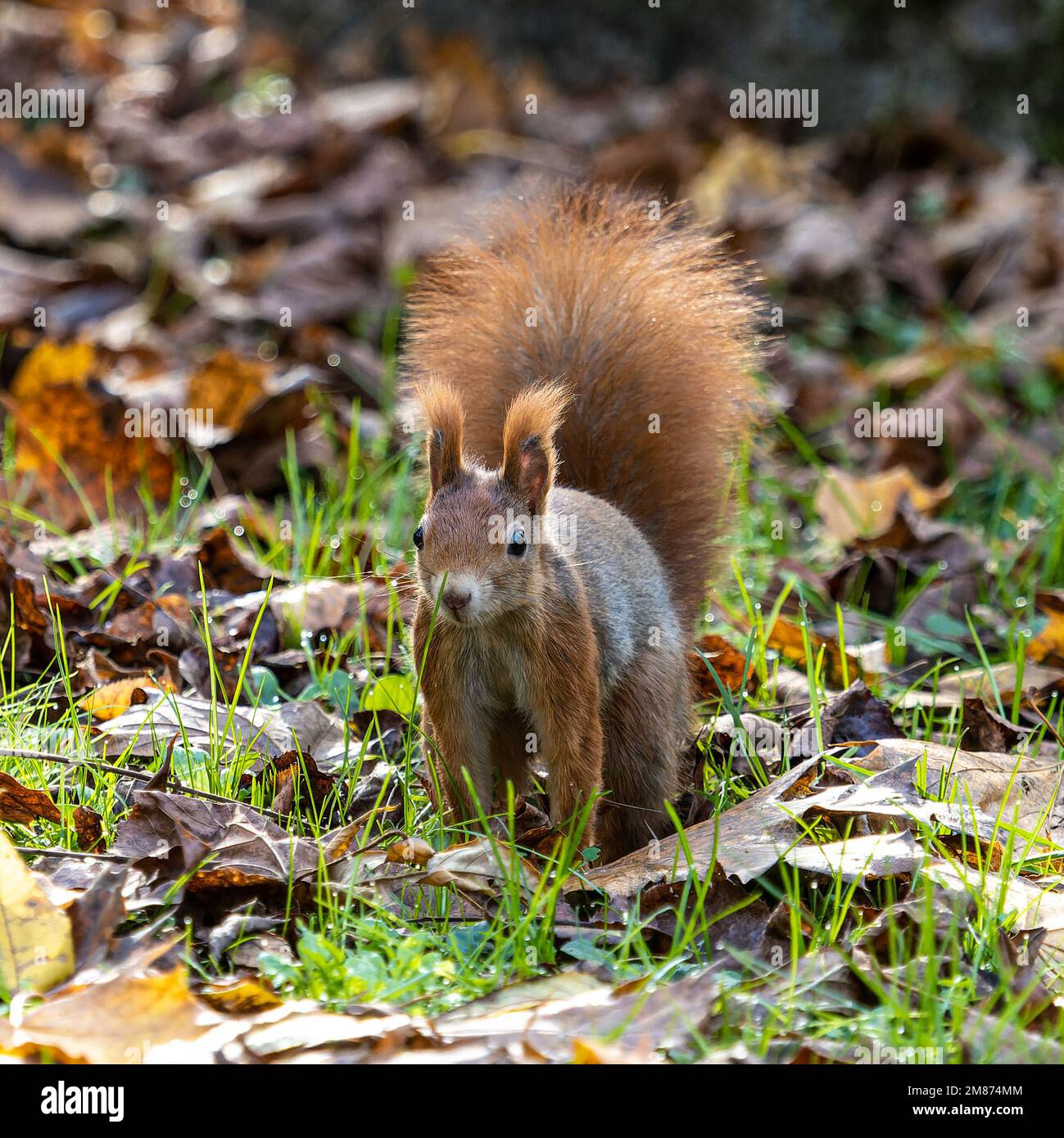 Eurasian red squirrel, Sciurus vulgaris at Old North Cemetery of Munich ...