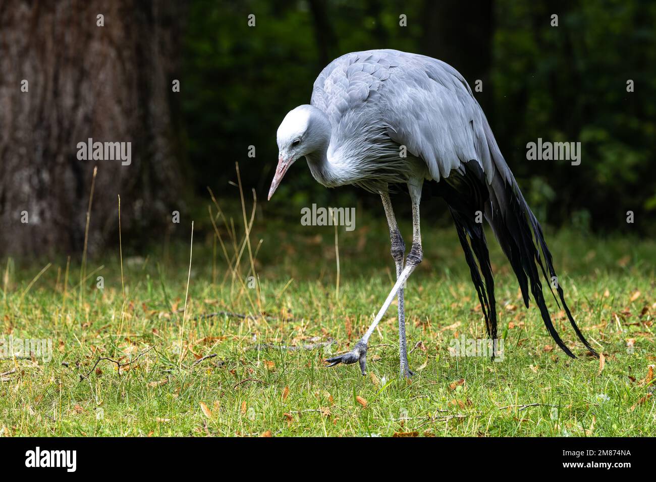 The Blue Crane, Grus paradisea, is an endangered bird specie endemic to ...