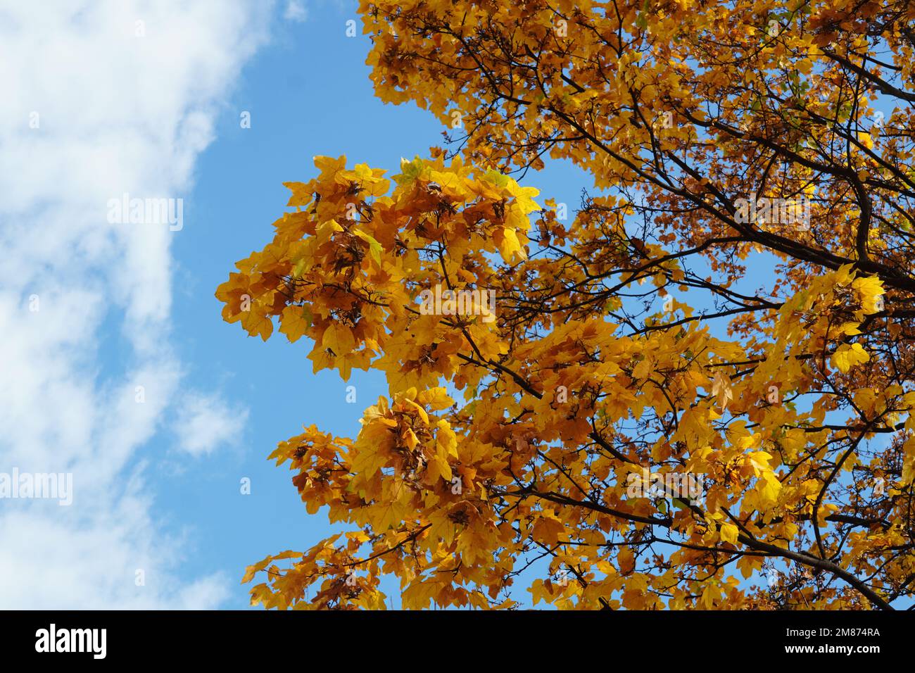 Maple (acer) tree with rich foliage in yellow and brown colors on blue ...