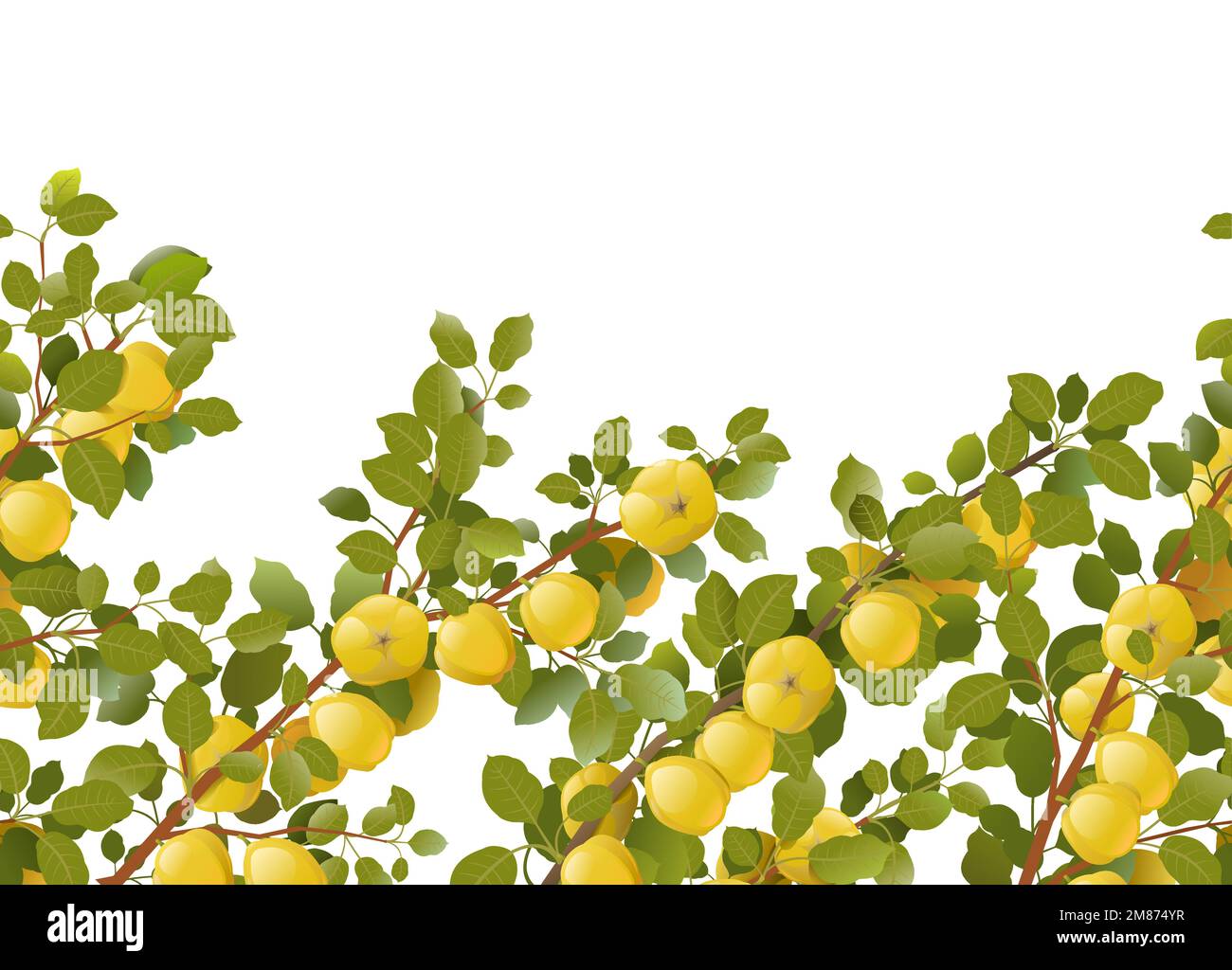 Branch quince with ripe fruits. Bottom border. Garden plant with edible ...