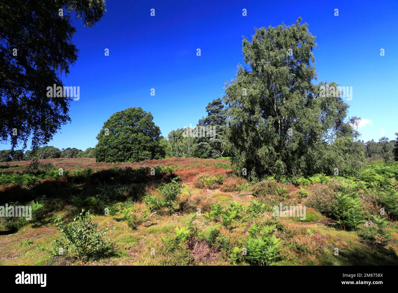 View over Sandy Heath nature reserve, Sandy town, Bedfordshire, England ...