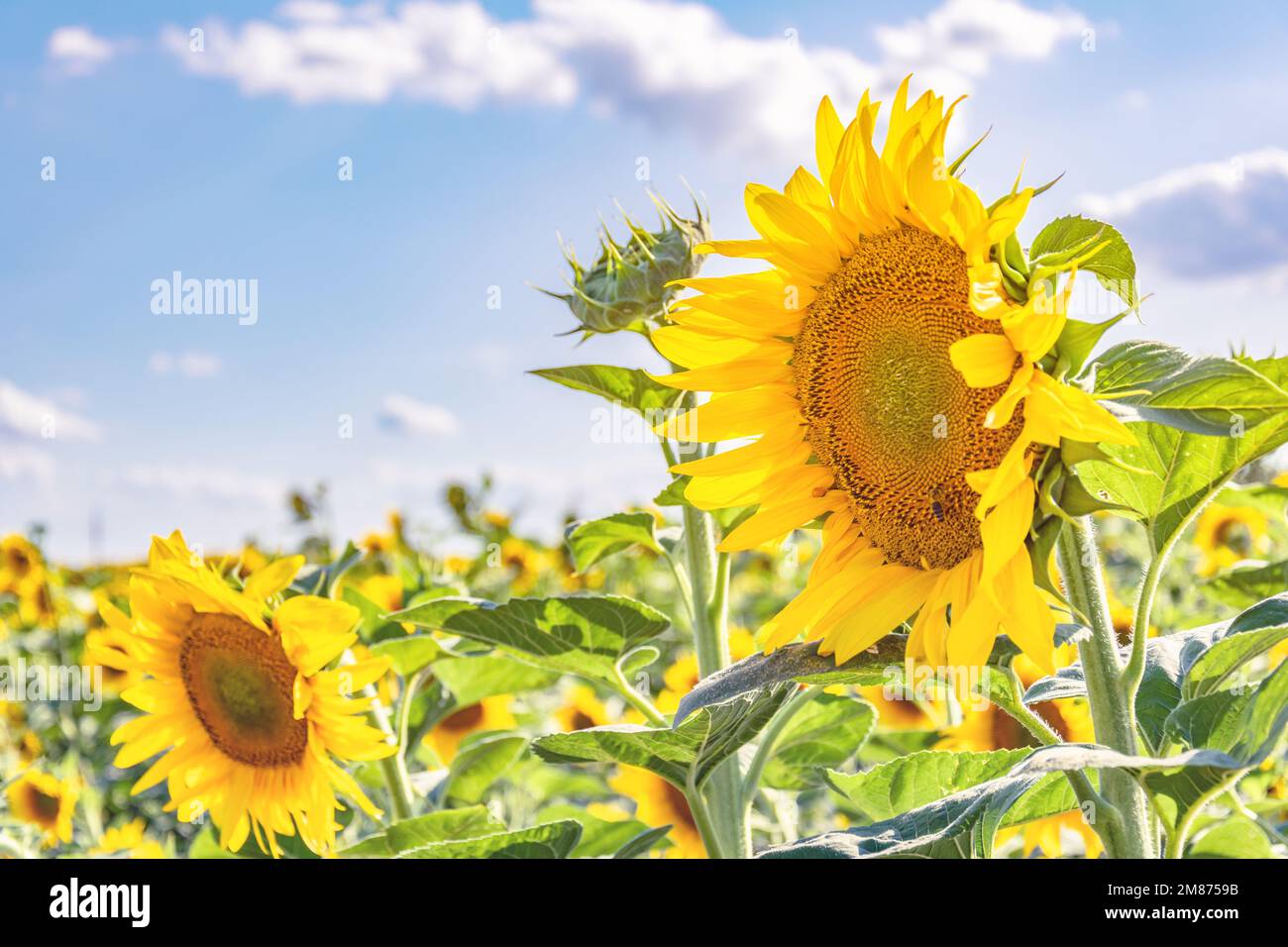 Common sunflowers Helianthus annuus flowering in summer Stock Photo - Alamy