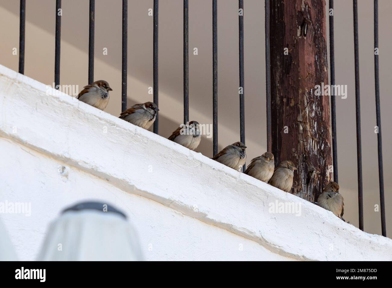Sparrows. Set of sparrows located on a balcony all placed in a line ...