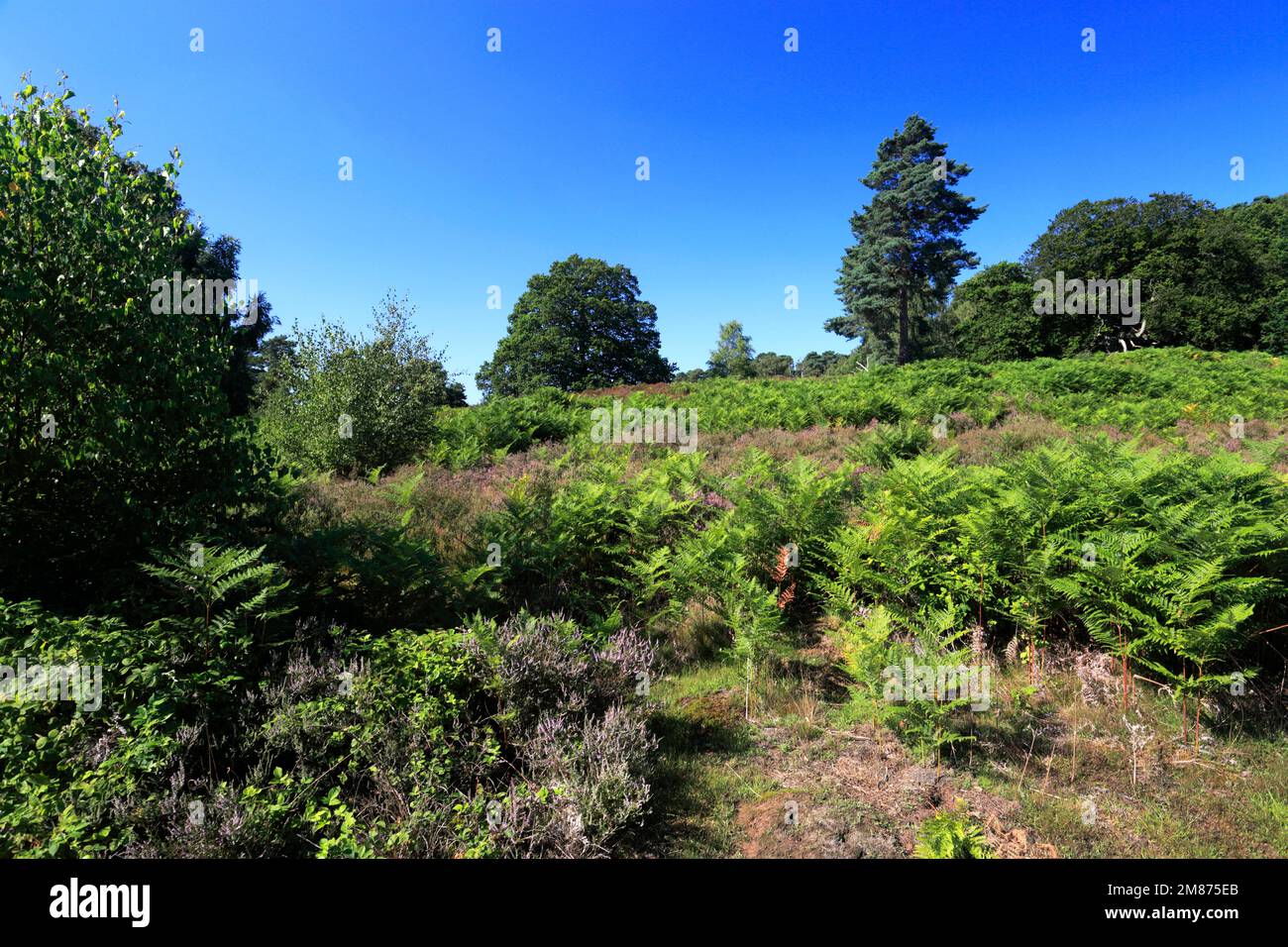 Sandy town and bedfordshire hi-res stock photography and images - Alamy