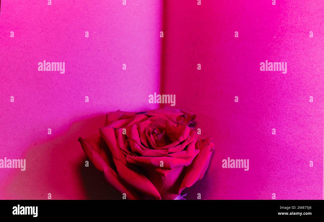 Open book with empty pages and red rose. Pink neon light illuminates ...