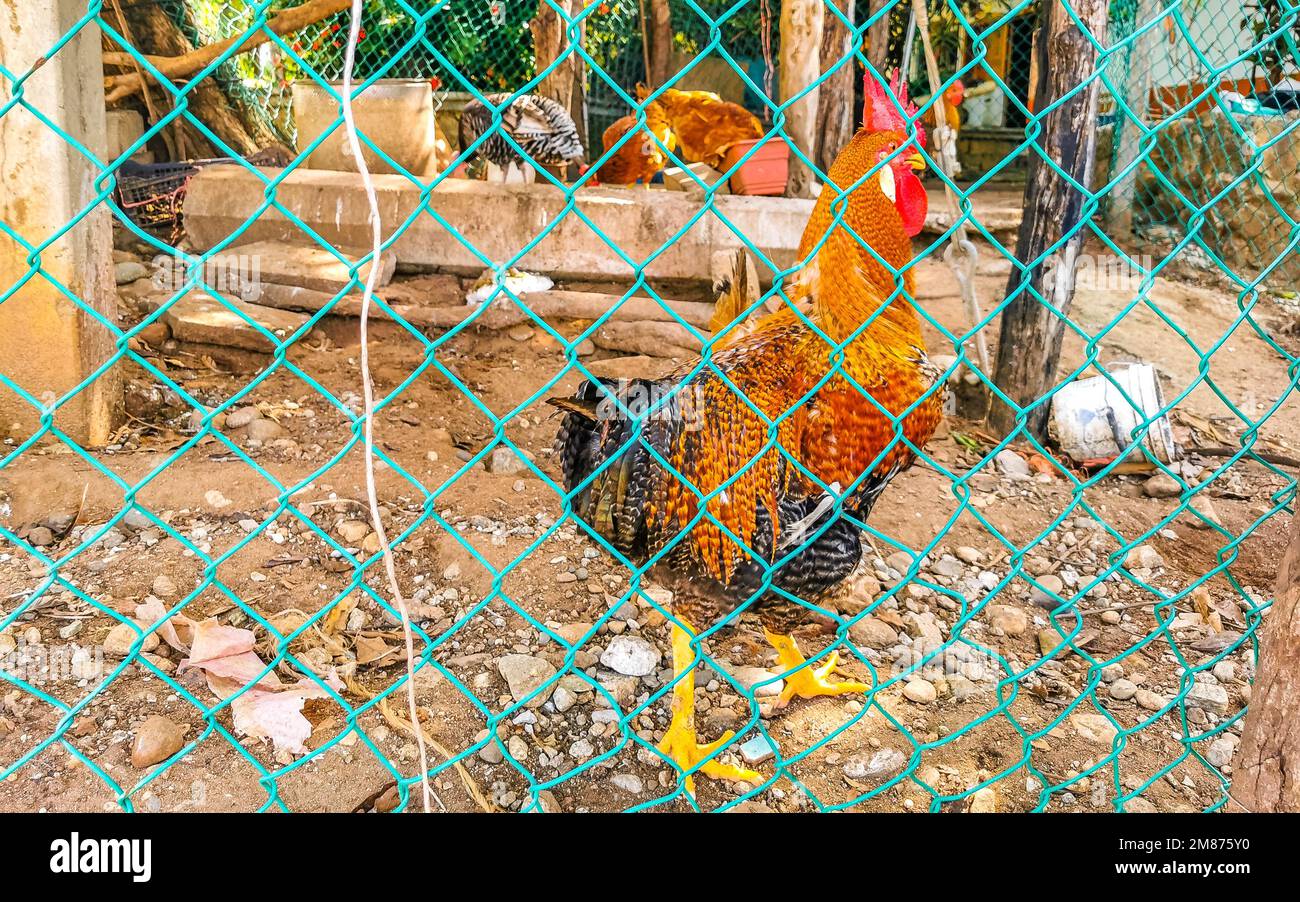 Rooster and hens chickens behind fence in Zicatela Puerto Escondido ...