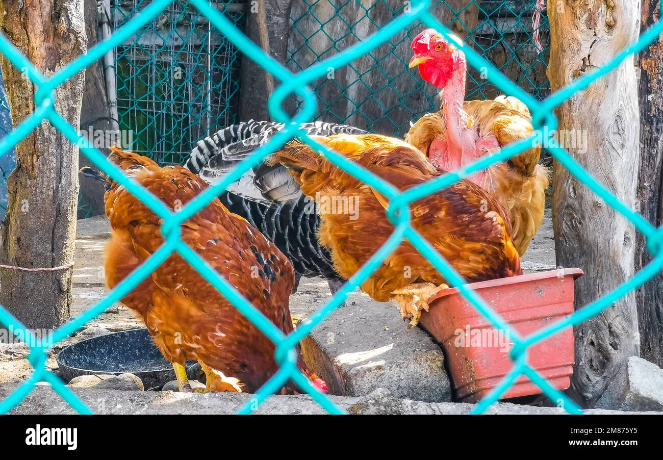 Rooster and hens chickens behind fence in Zicatela Puerto Escondido ...