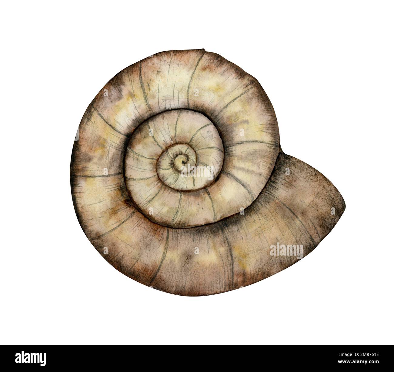 Ammonite nautilus fossil watercolor illustration. Hand drawn brown ... Ammonite nautilus fossil watercolor illustration. Hand drawn brown ...