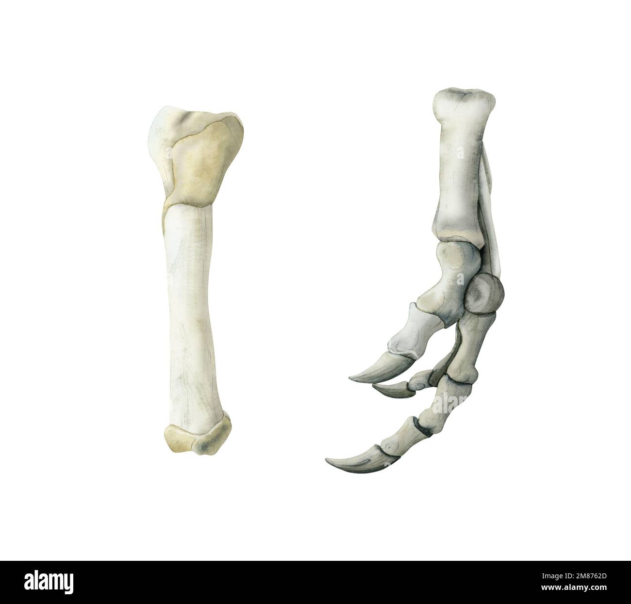 Dinosaur hand bones watercolor illustration set. Tyrannosaurus paw ...