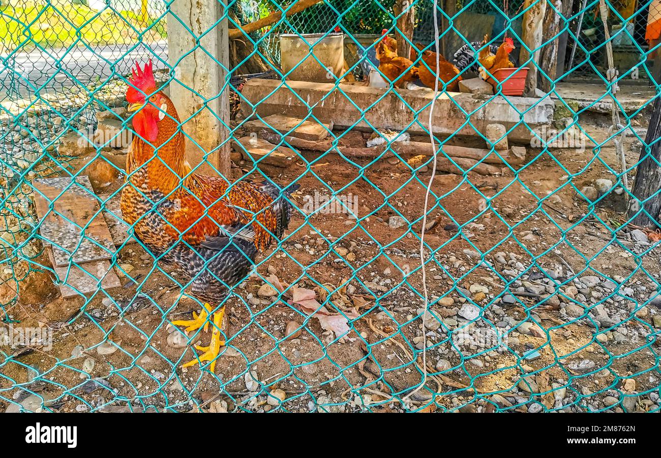 Rooster and hens chickens behind fence in Zicatela Puerto Escondido ...